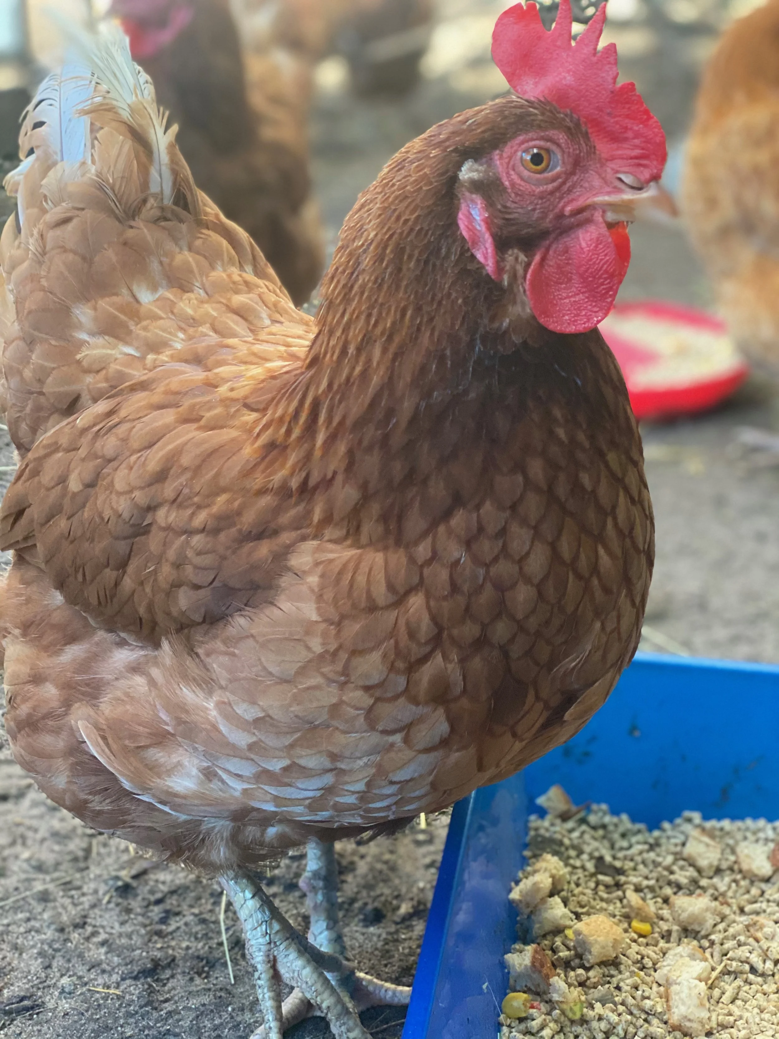 Kodhi Kindness Team — Kodhi Sanctuary