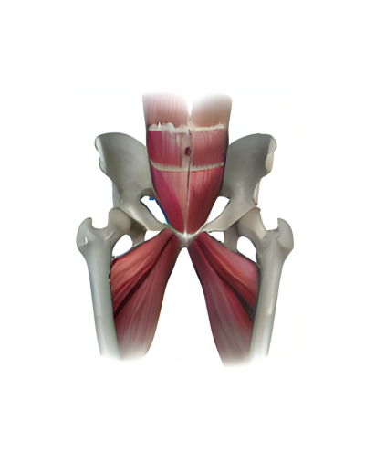 Core Injury, Athletic Pubalgia and Sports Hernia: Treatments for Core ...