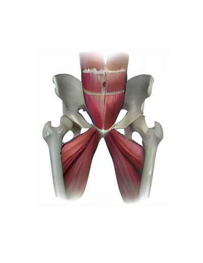 Core Injury, Athletic Pubalgia and Sports Hernia: Treatments for Core ...
