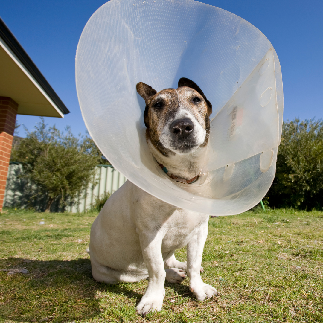 Community Resources — Arnell Memorial Humane Society