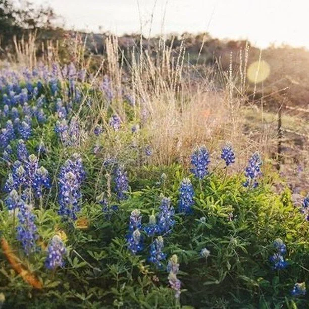 Bluebonnet Fest Volunteer Call — Bluebonnet Eclipse Festival