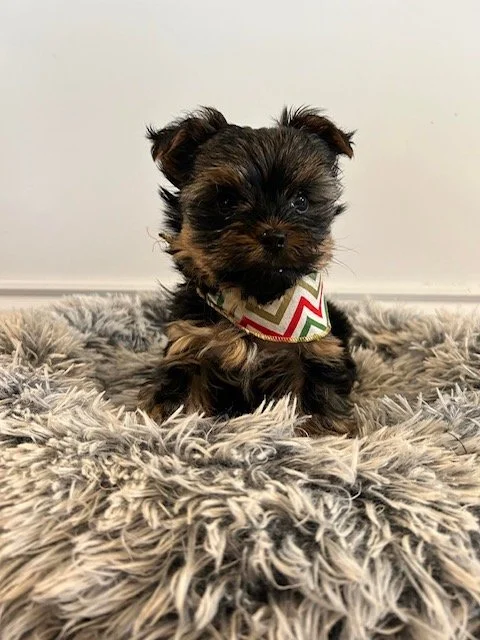 Chiots disponibles — Passion Yorkie