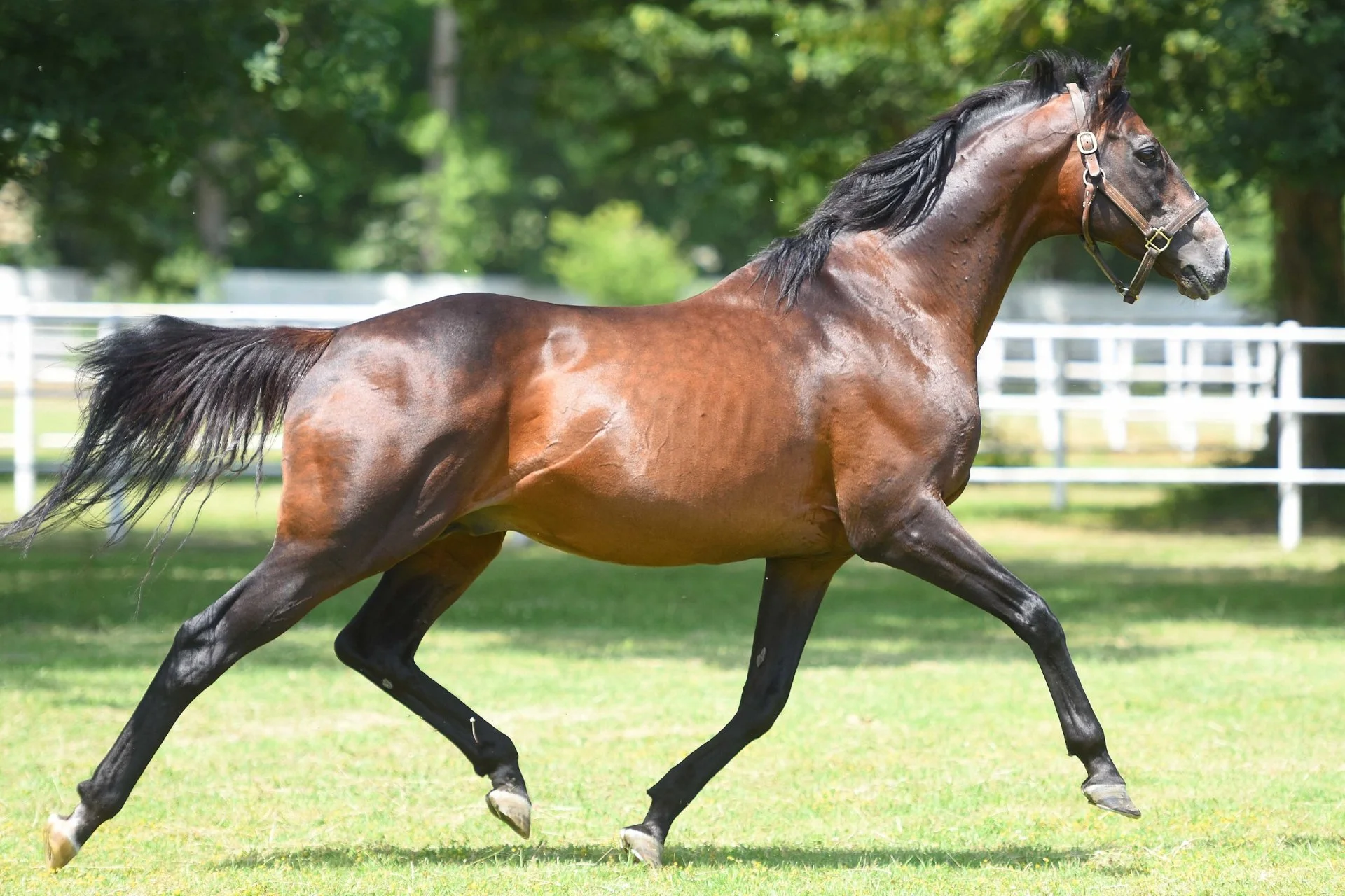 Authorized — Capital Stud