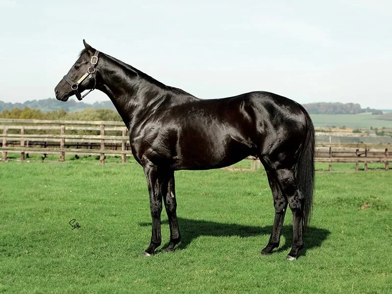 Martinborough — Capital Stud
