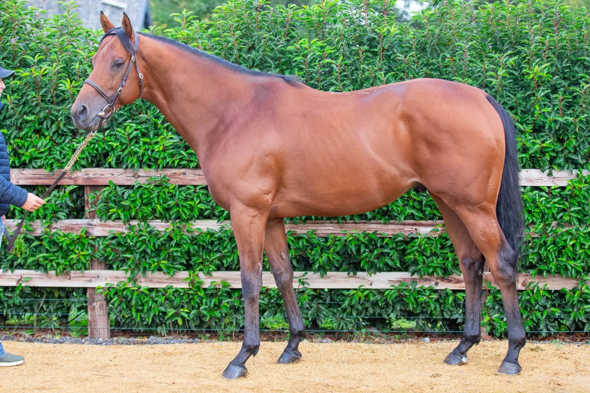 Castle Star — Capital Stud