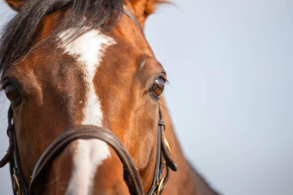 Gallery — Capital Stud