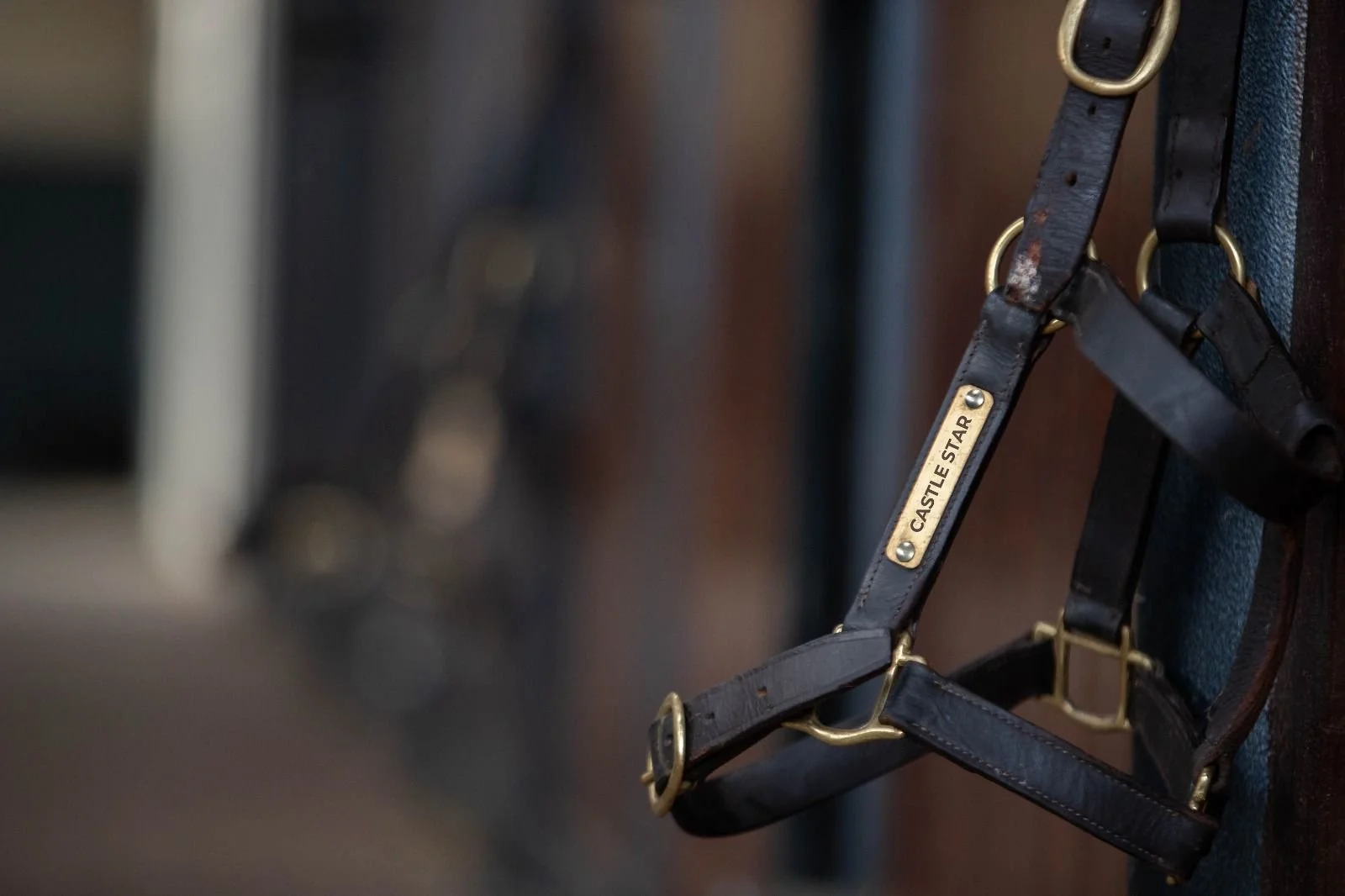 Castle Star — Capital Stud