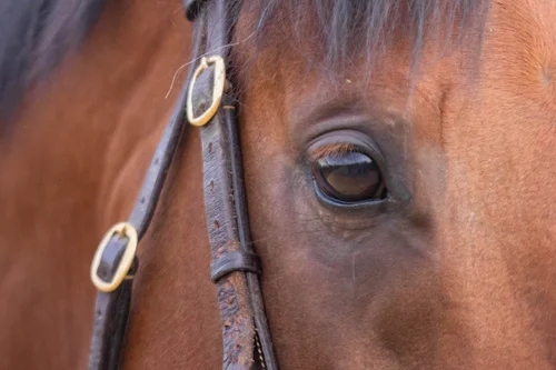 Capital Stud