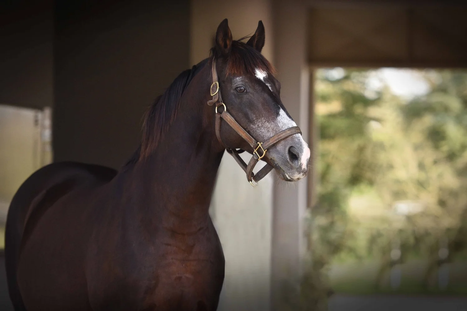 Authorized — Capital Stud