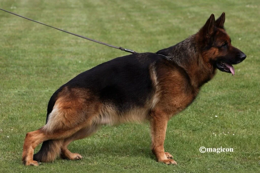 Puppies — Prigge Farm German Shepherds