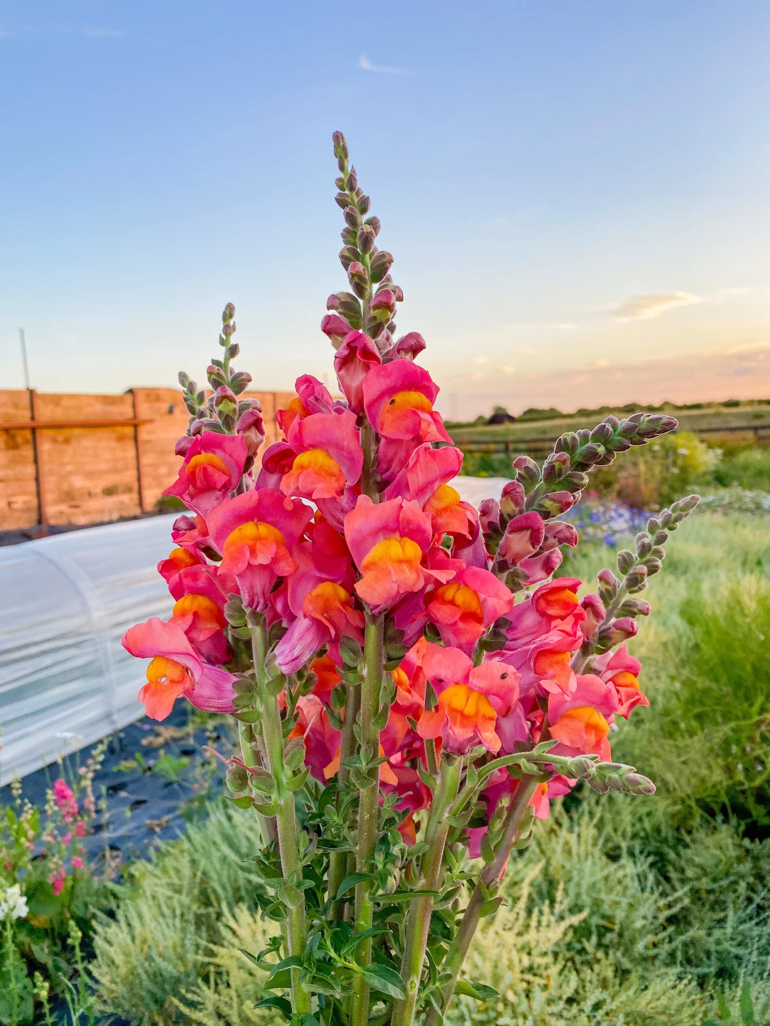 How to Grow Snapdragons From Seed — Bloom & Gray Flower Farm