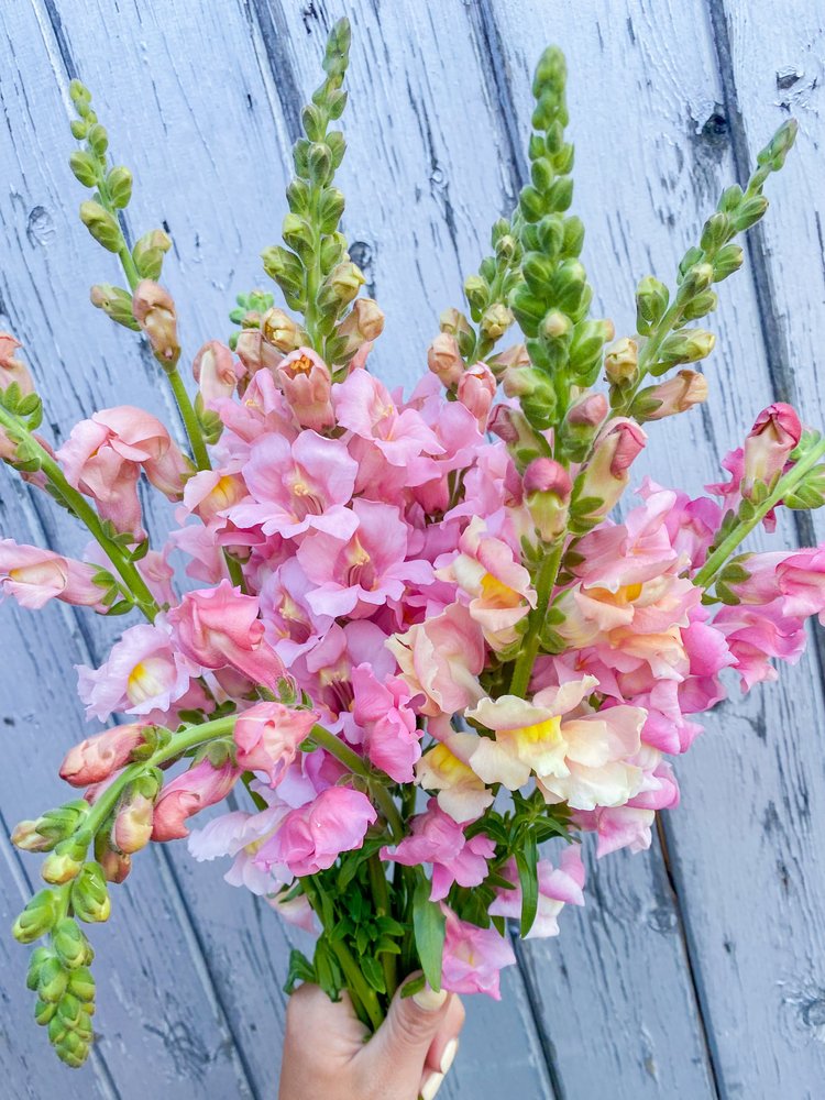 How to Grow Snapdragons From Seed — Bloom & Gray Flower Farm