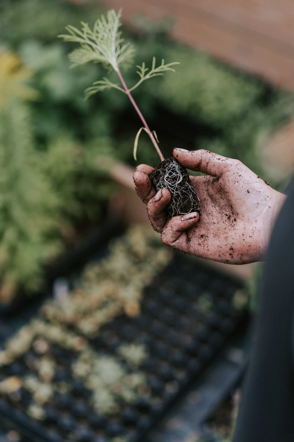 Online Courses & Workshops in Flower Growing & Floristry — Bloom & Gray ...