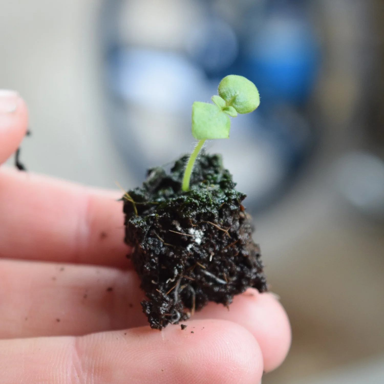 How to Grow Snapdragons From Seed — Bloom & Gray Flower Farm