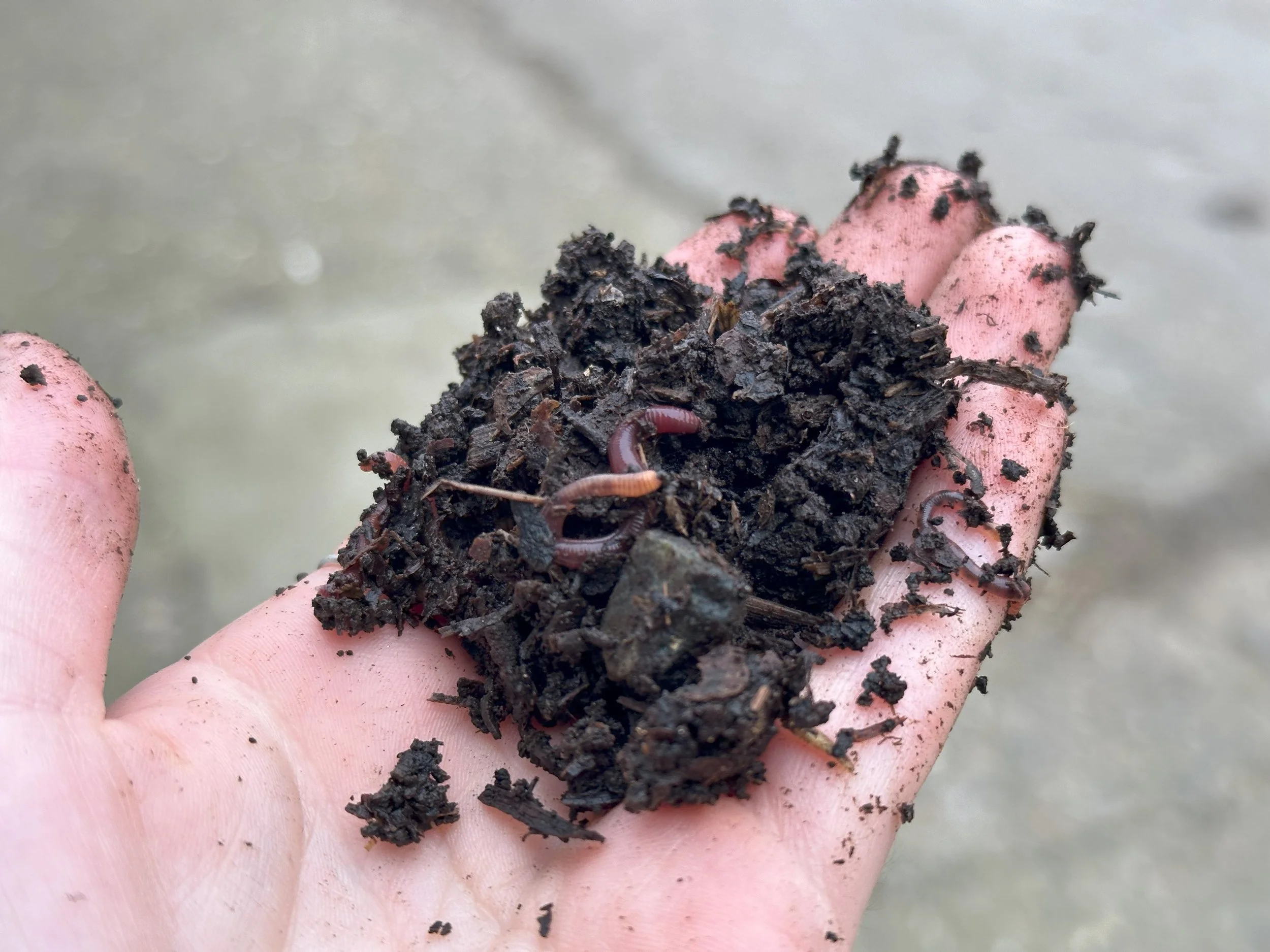 My Worm Farming Journey: Breeding Worms for Healthier Soil — Bloom ...