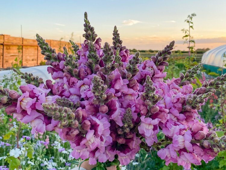 How to Grow Snapdragons From Seed — Bloom & Gray Flower Farm
