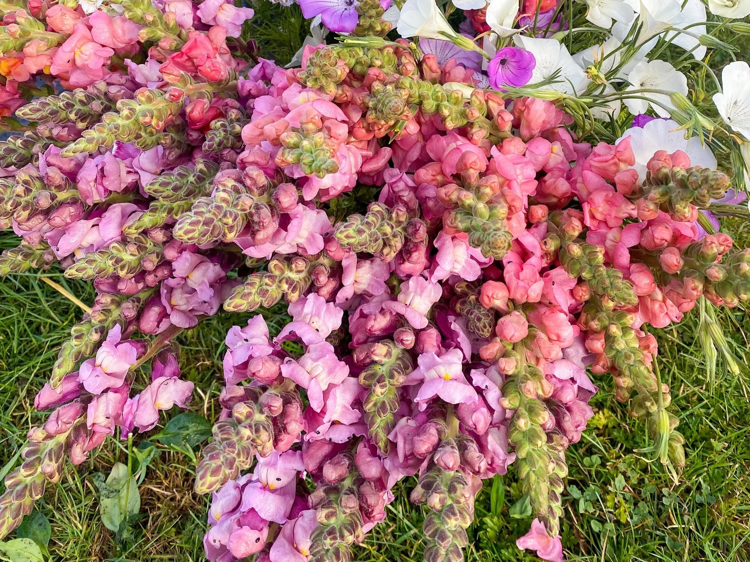 How to Grow Snapdragons From Seed — Bloom & Gray Flower Farm