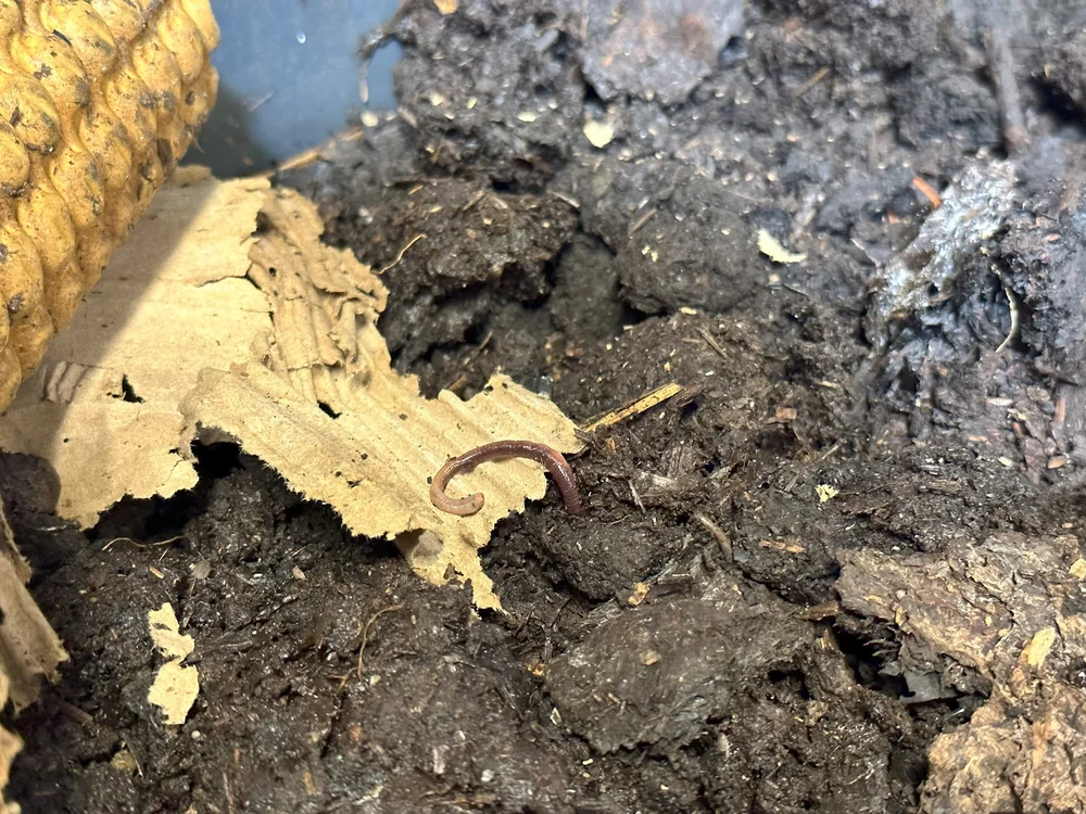 My Worm Farming Journey: Breeding Worms for Healthier Soil — Bloom ...