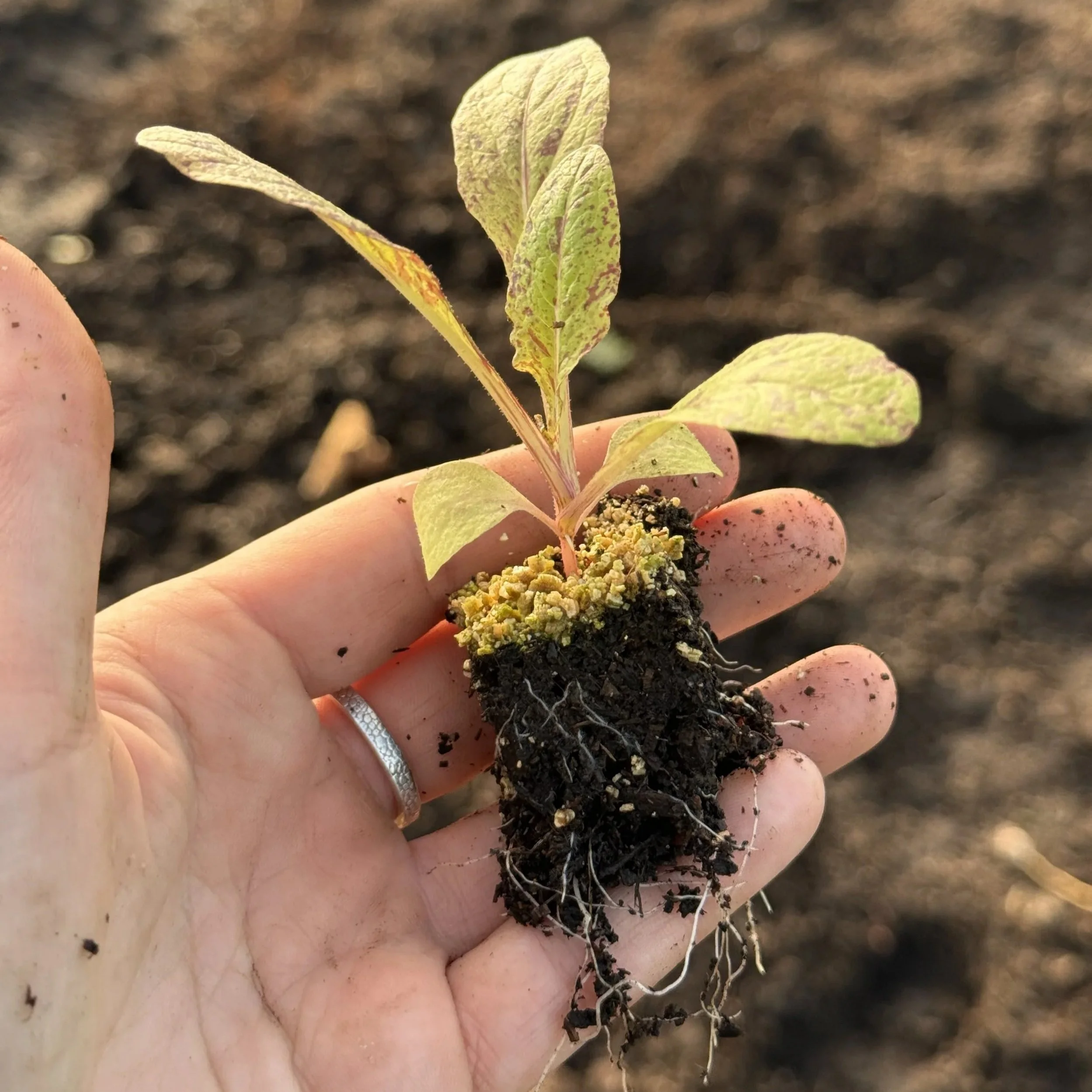 How to Start Seeds with Soil Blocks: Benefits, Tips & Step-by-Step ...