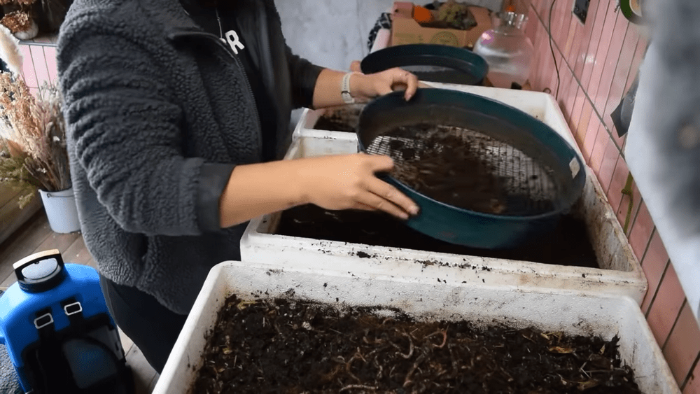 My Worm Farming Journey: Breeding Worms for Healthier Soil — Bloom ...