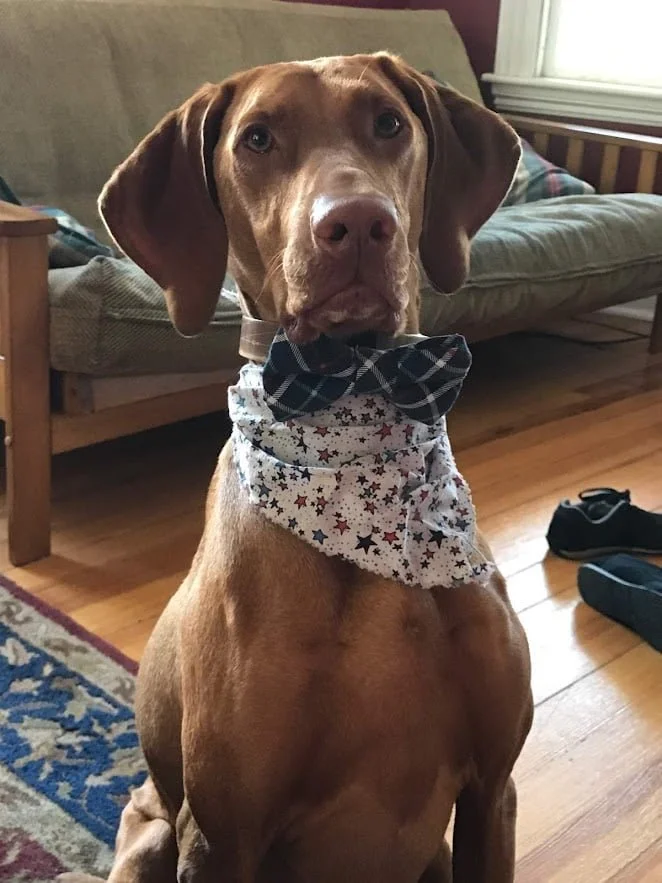 Success Stories — Long Island Vizsla Rescue