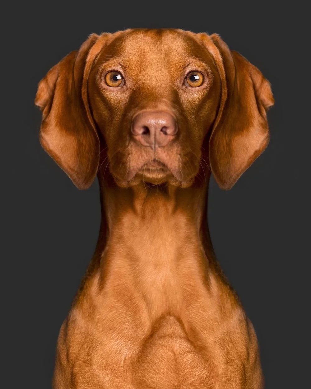 Long Island Vizsla Rescue