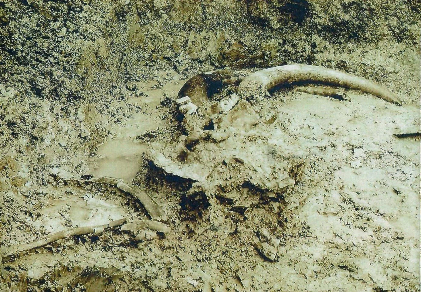 OSU Examines the Mastodon — Southwest Franklin County HIstorical Society