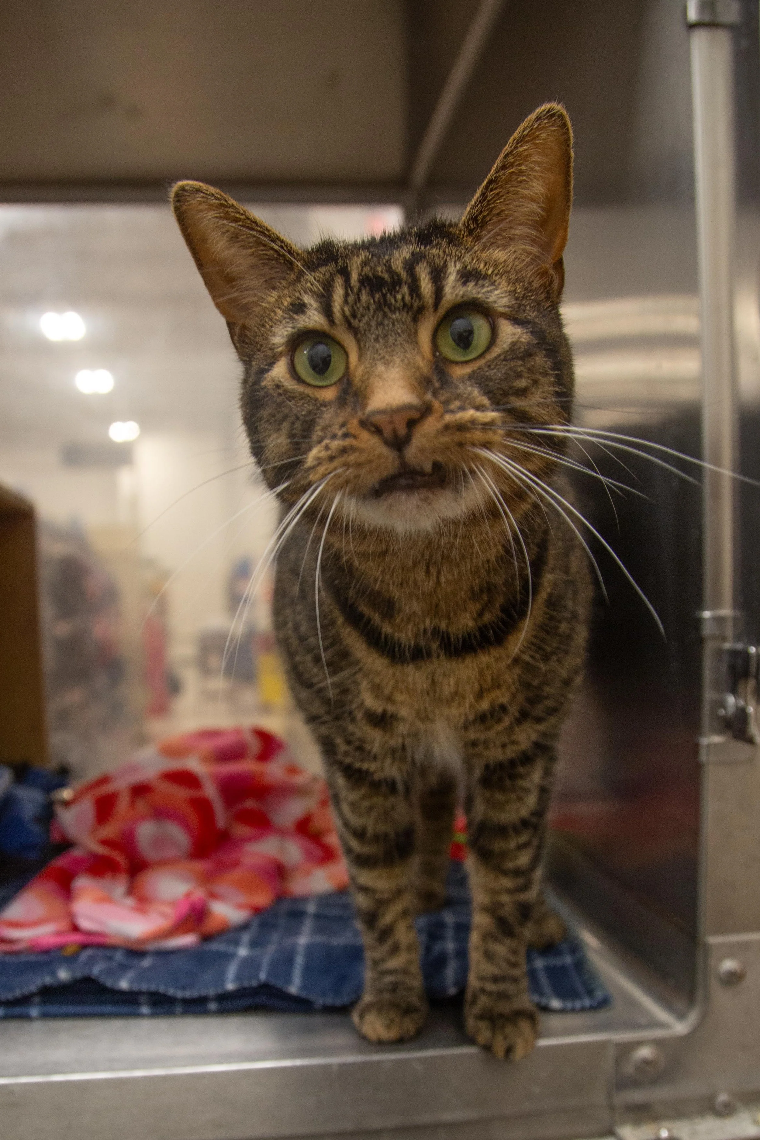 Trigger(Cat) — Four Paws Rescue