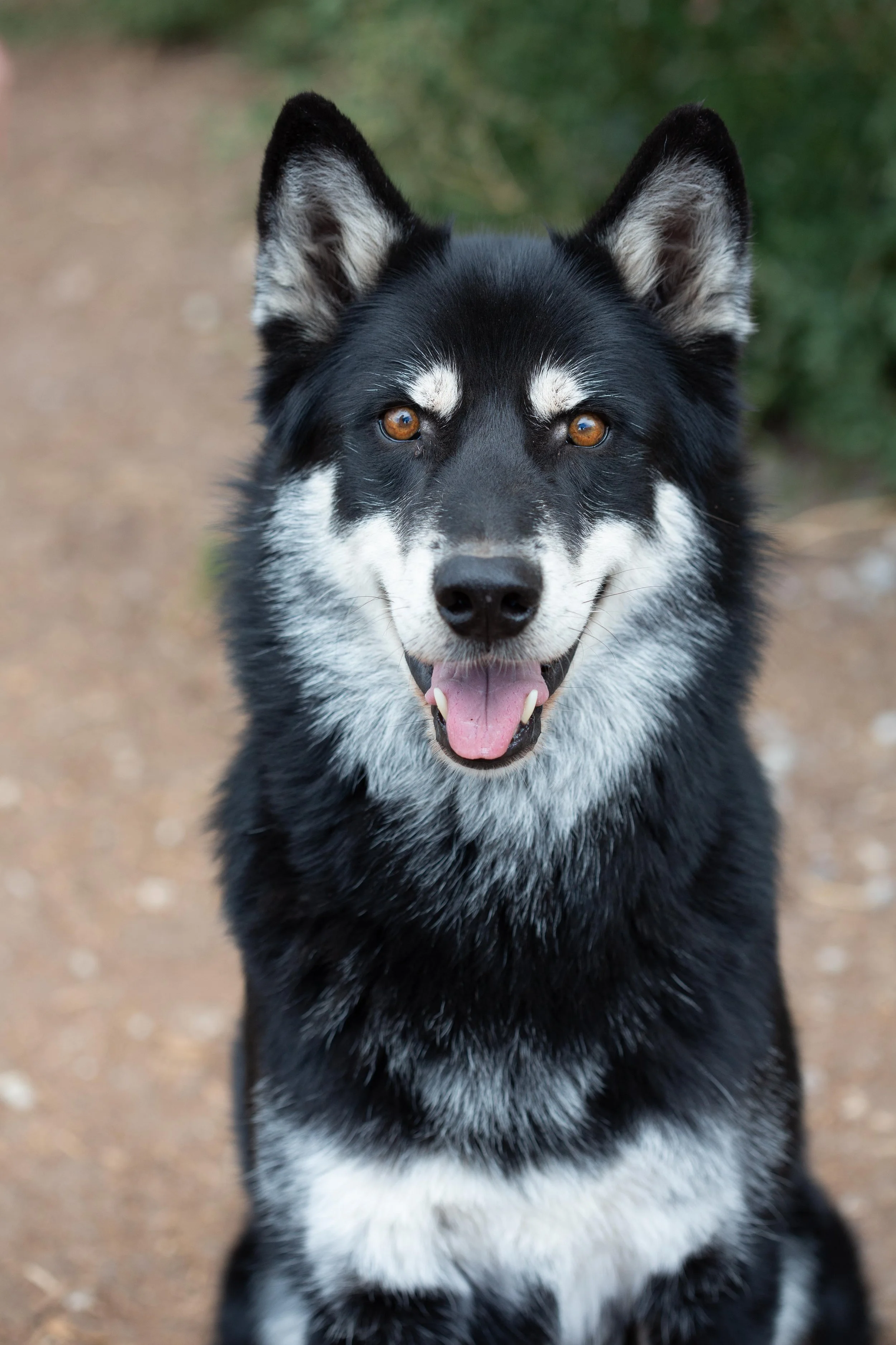 Dogs — Four Paws Rescue