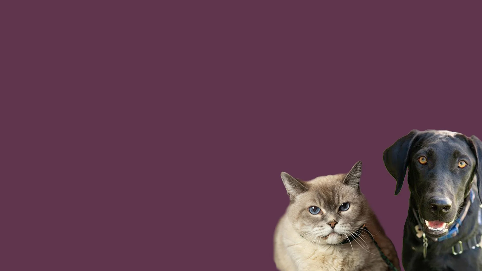 Four Paws Rescue-Animal Rescue in Logan Utah