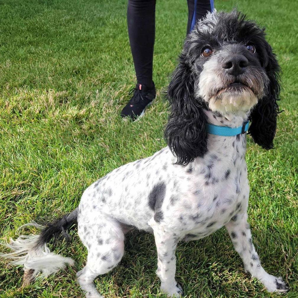 Maggie — Four Paws Rescue