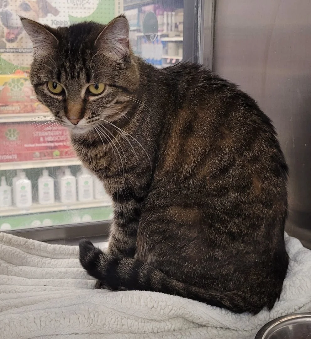 Roxie (Cat) — Four Paws Rescue