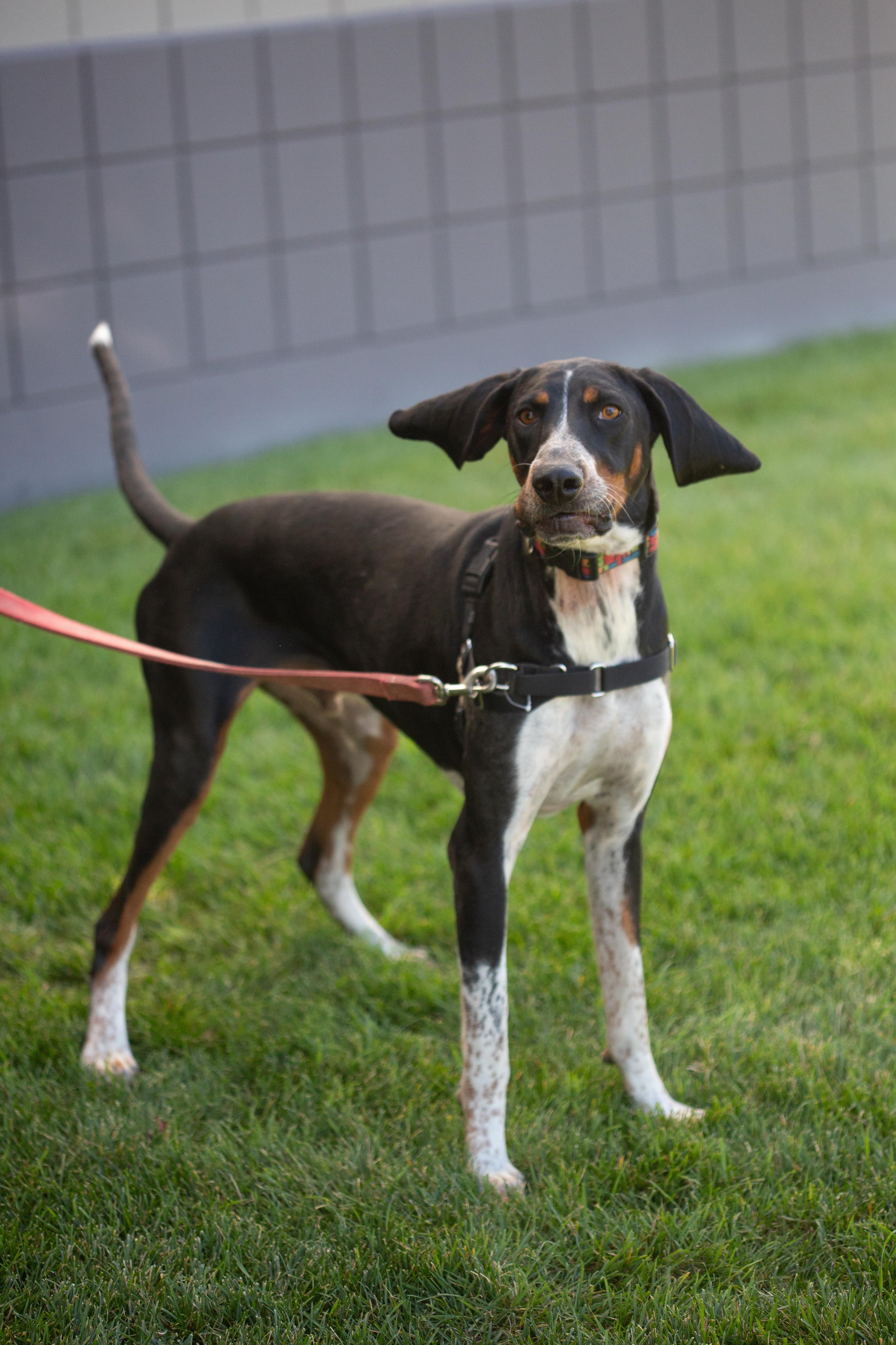 Dogs — Four Paws Rescue