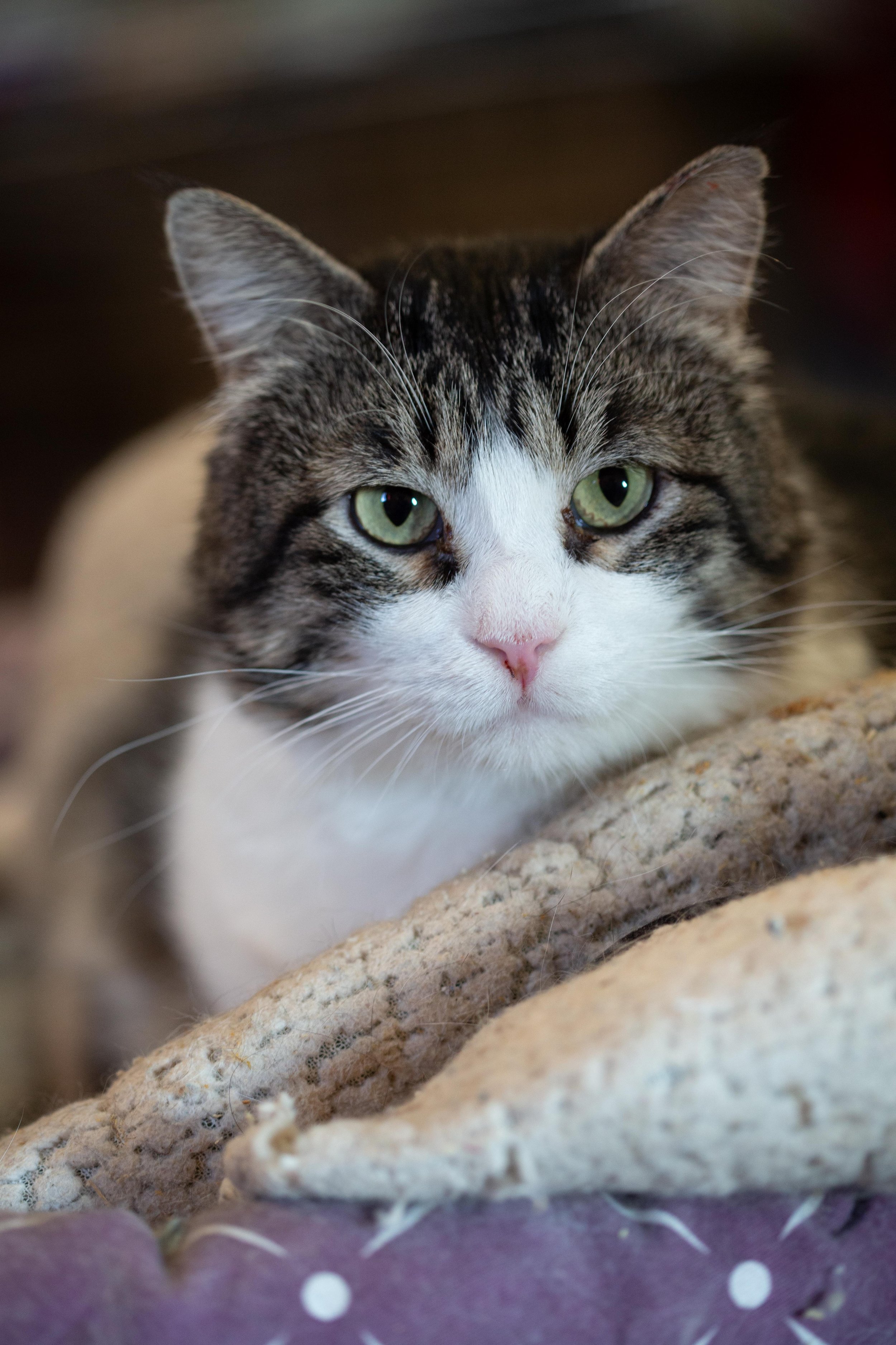 Four Paws Rescue-Animal Rescue in Logan Utah