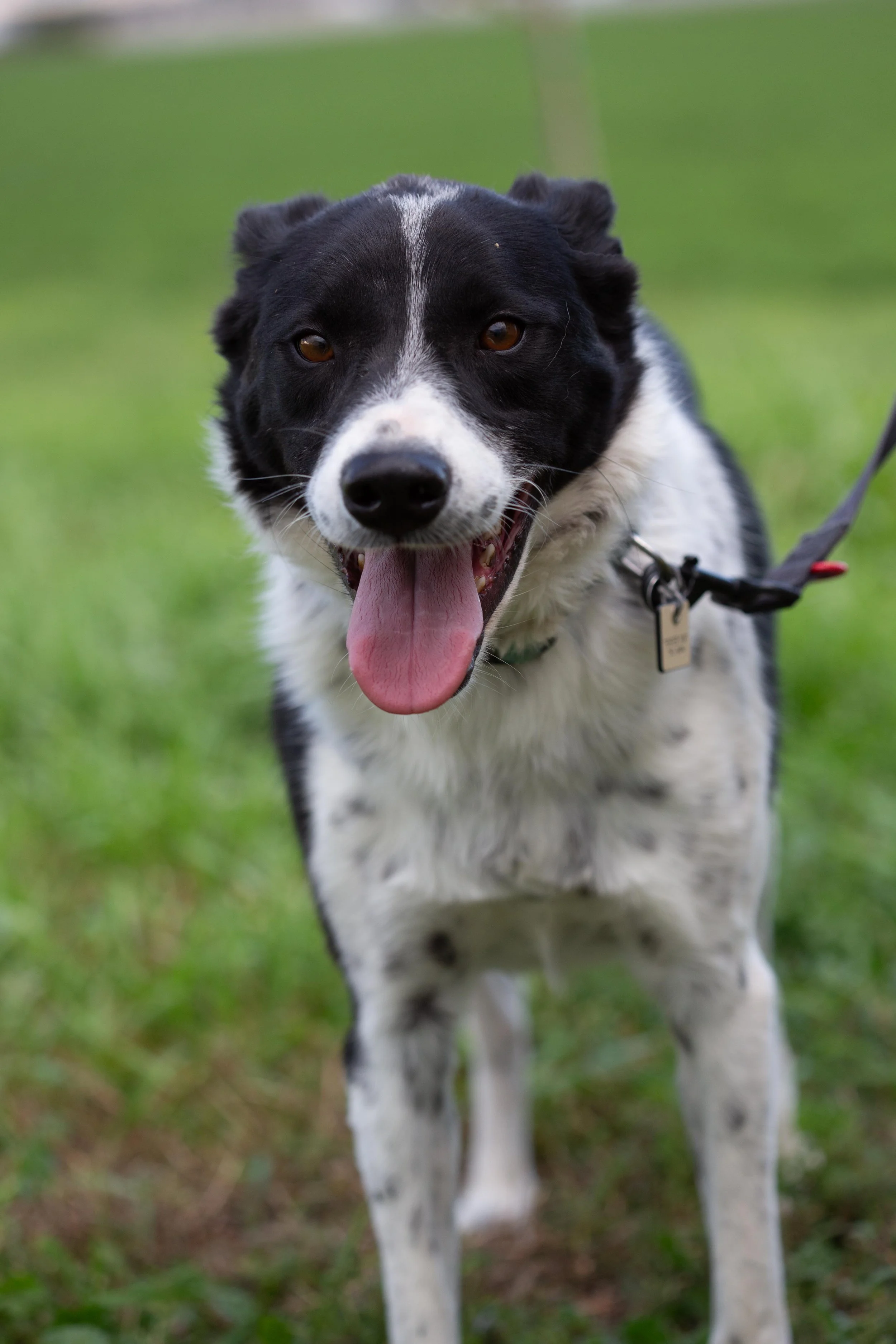 Dogs — Four Paws Rescue