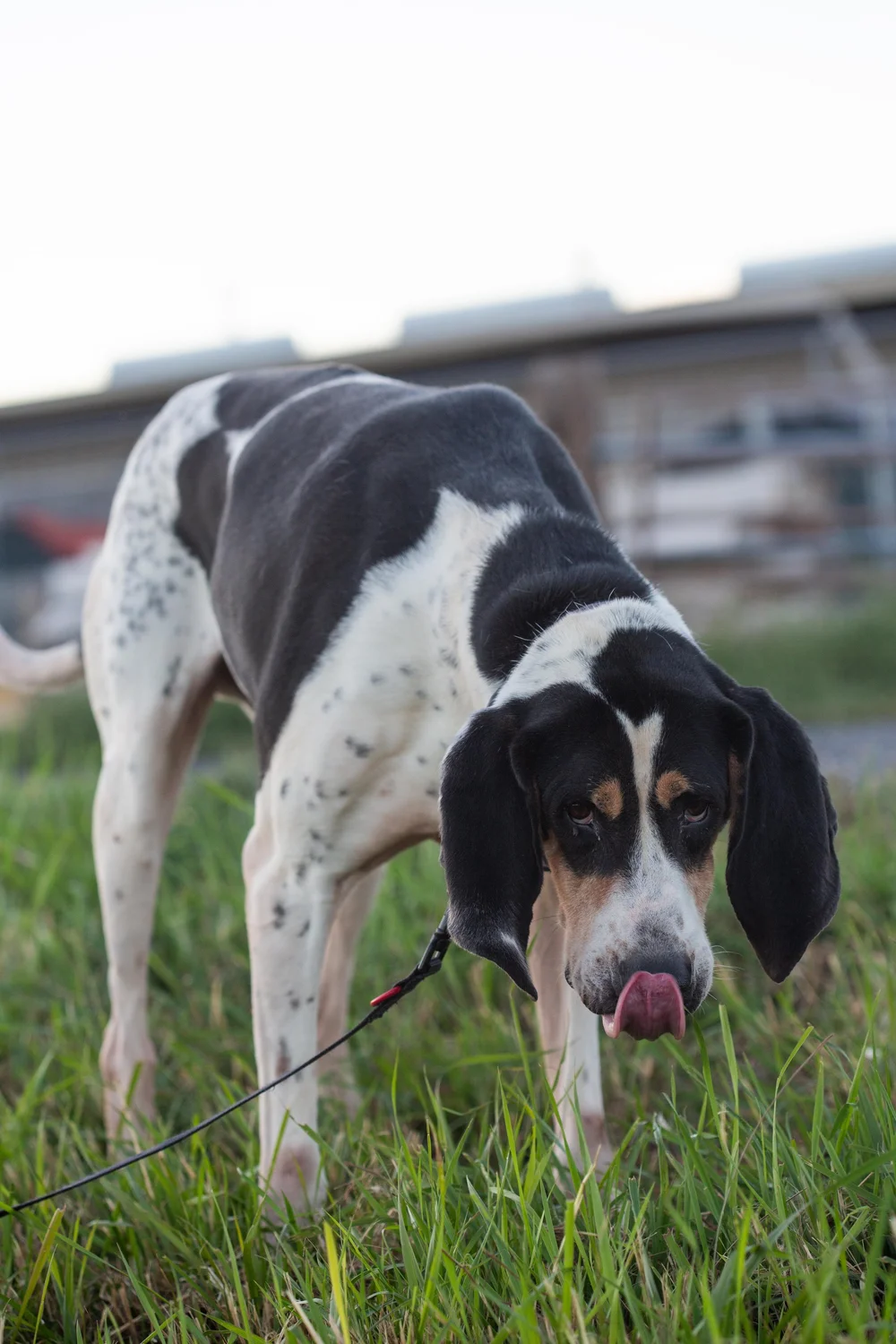 Cooper — Four Paws Rescue