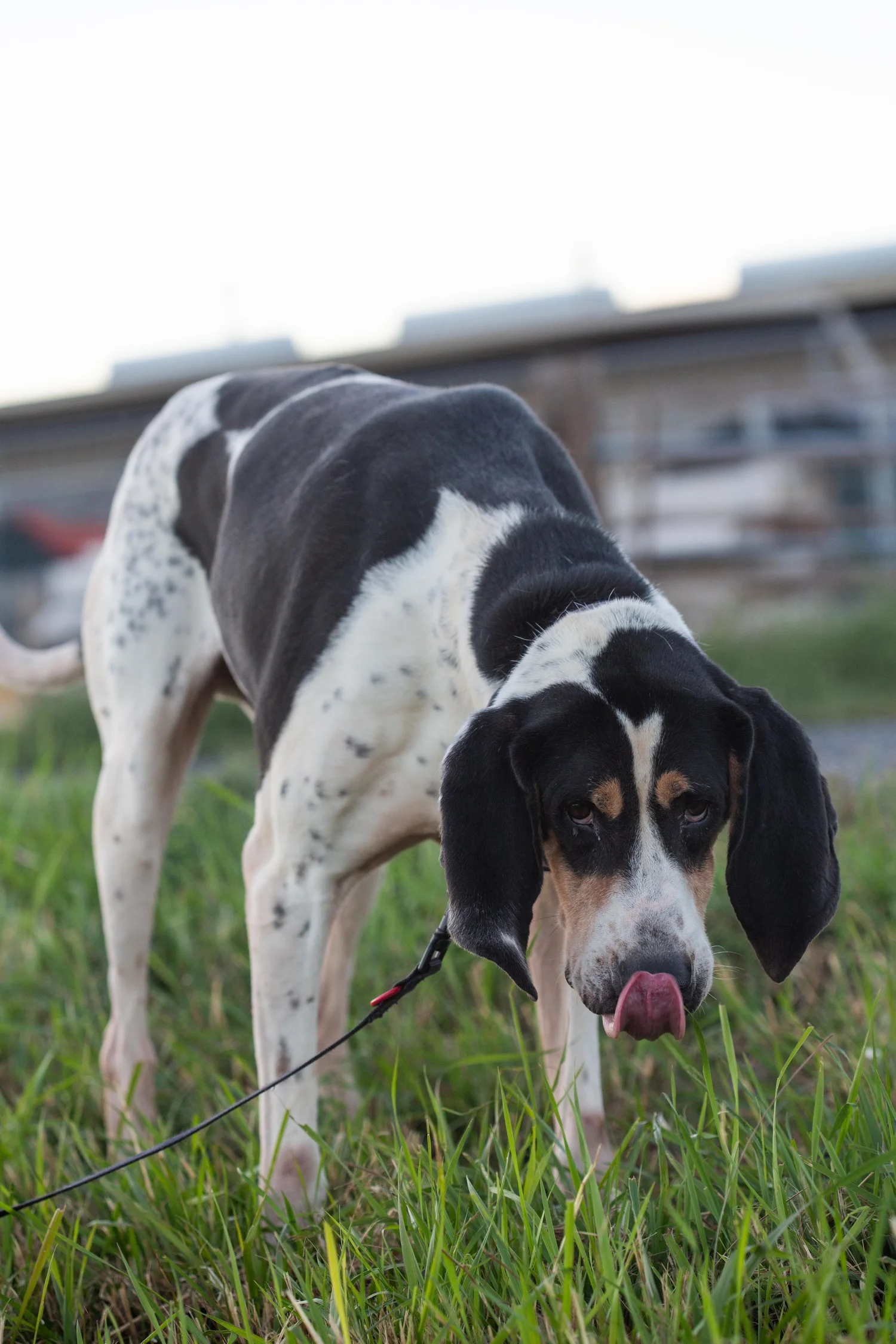 Cooper — Four Paws Rescue