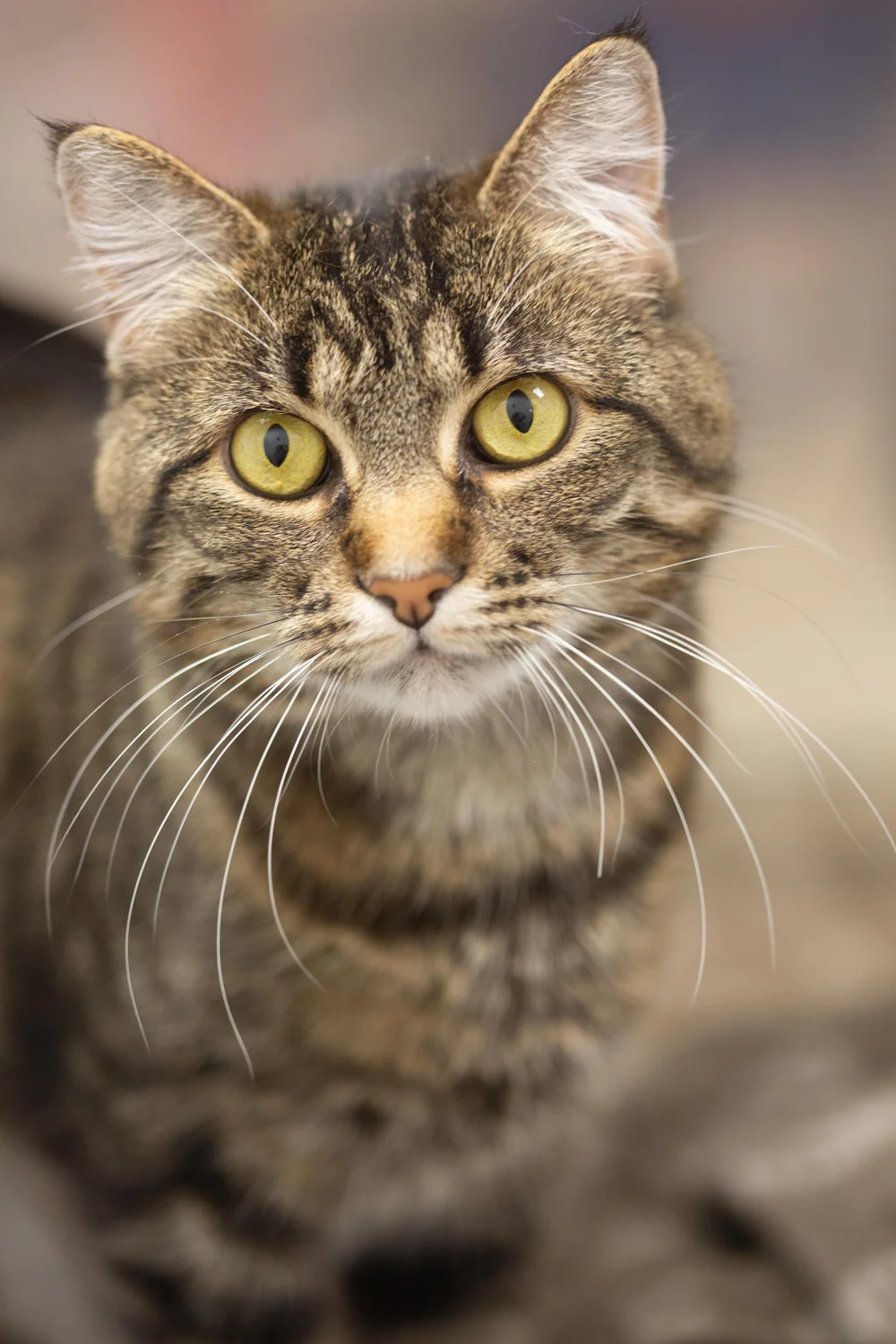 Roxie (Cat) — Four Paws Rescue
