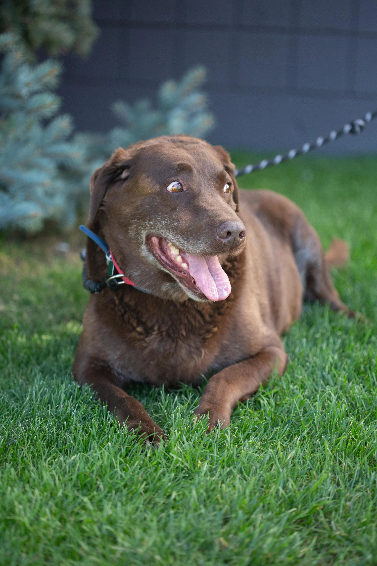 Dogs — Four Paws Rescue