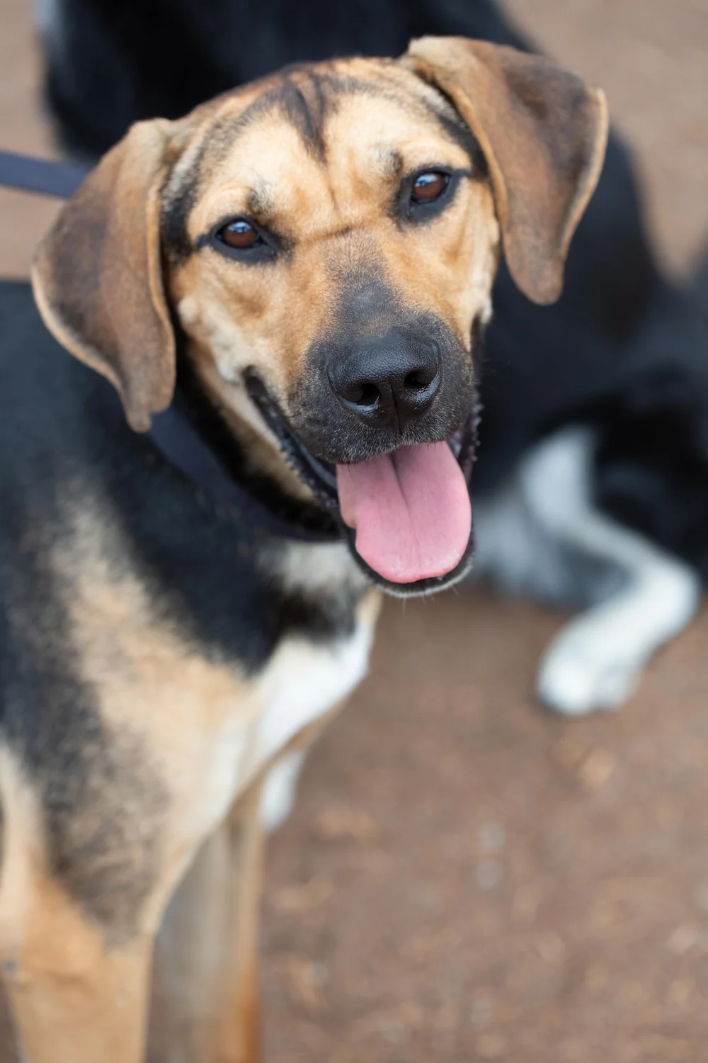Dogs — Four Paws Rescue