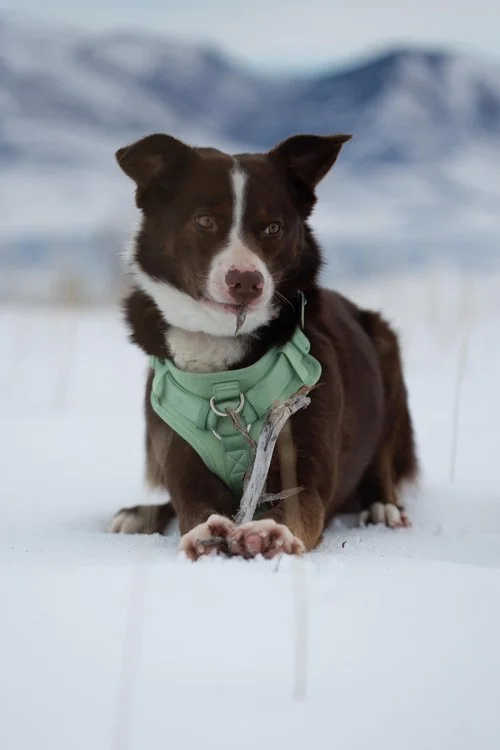 Four Paws Rescue-Animal Rescue in Logan Utah