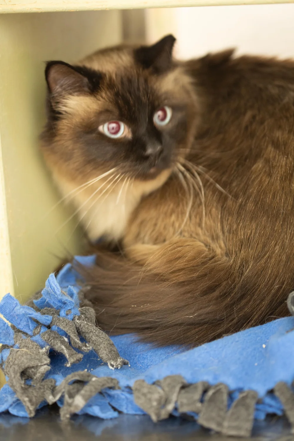 Samantha — Four Paws Rescue