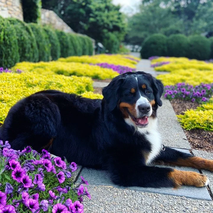 River — Basia Mille Bernese