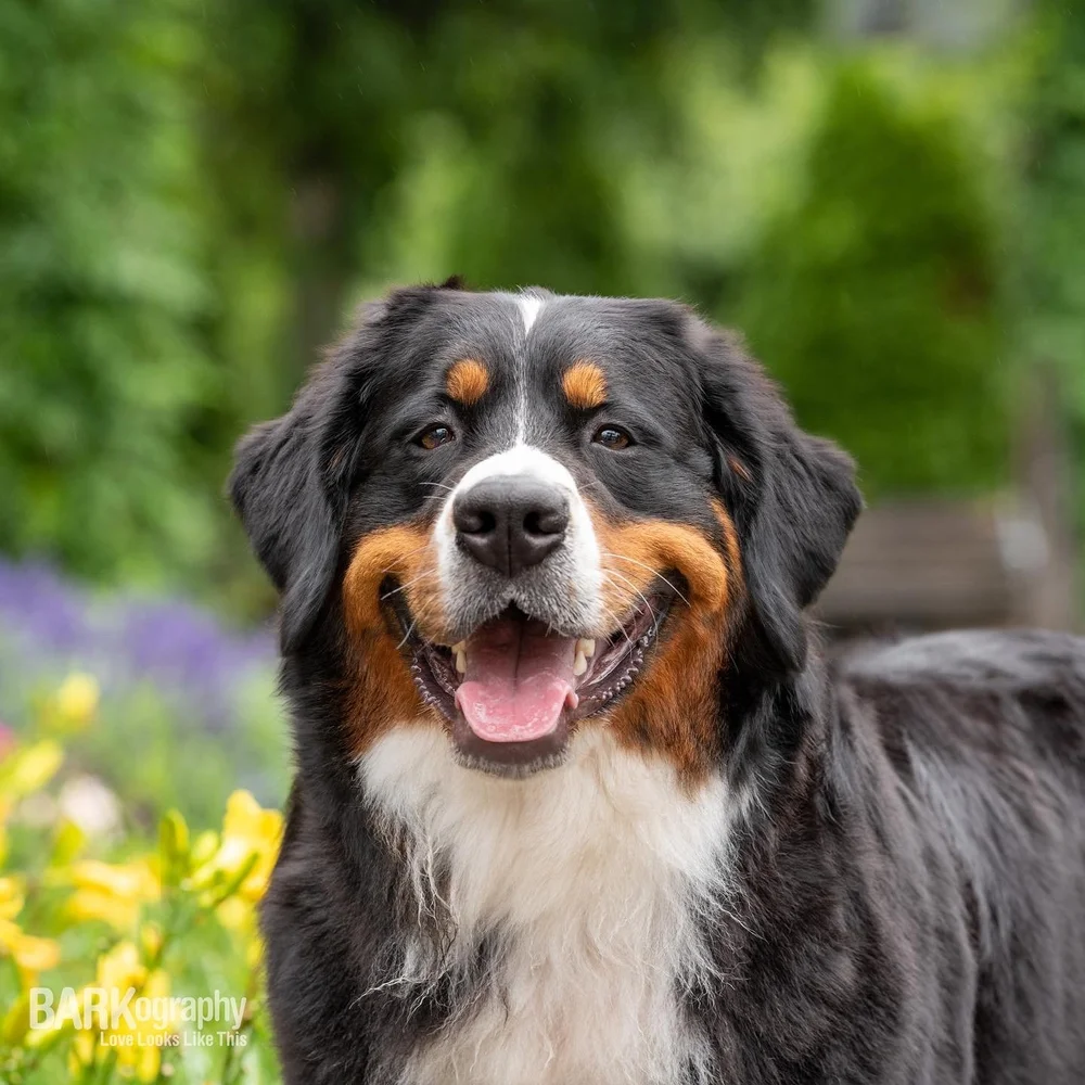 River — Basia Mille Bernese