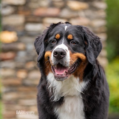River — Basia Mille Bernese