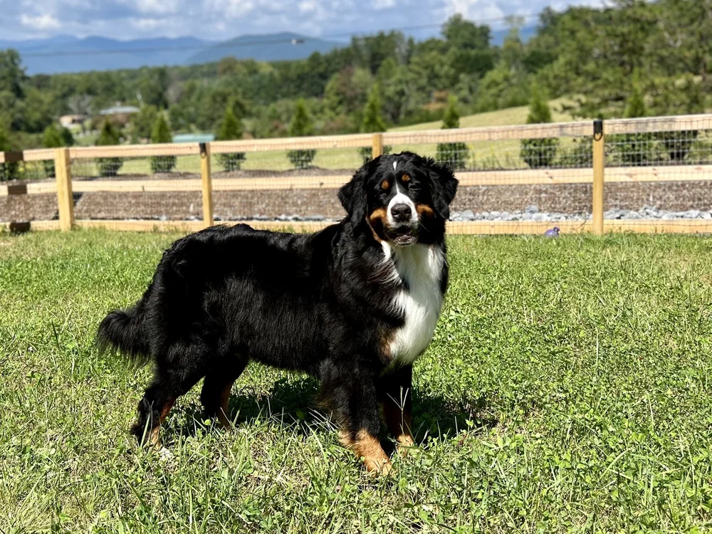 River — Basia Mille Bernese
