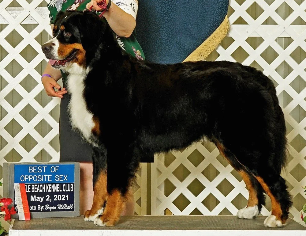 River — Basia Mille Bernese