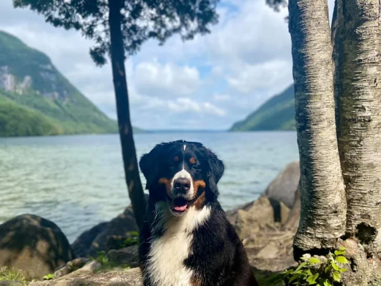 River — Basia Mille Bernese