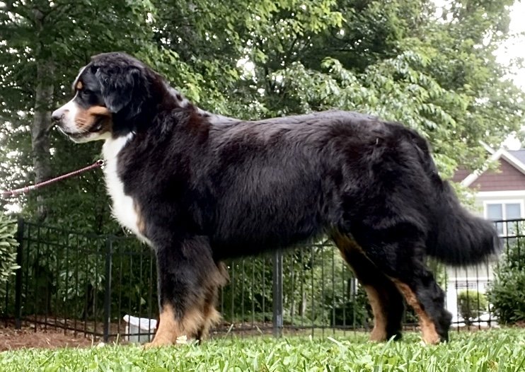 River — Basia Mille Bernese