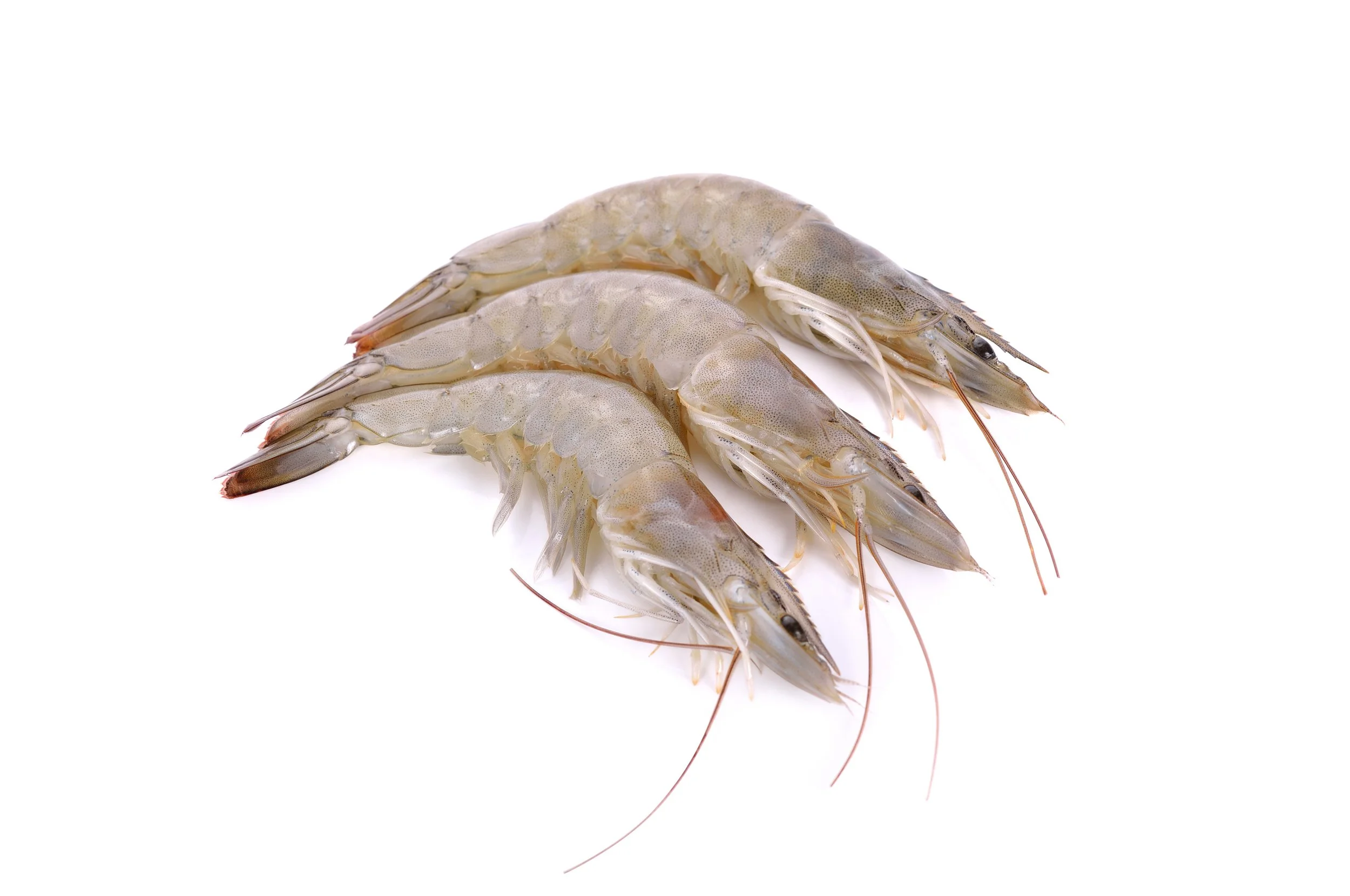 Products | Fresh Saltwater Shrimp | Sustainable Farming Practices ...
